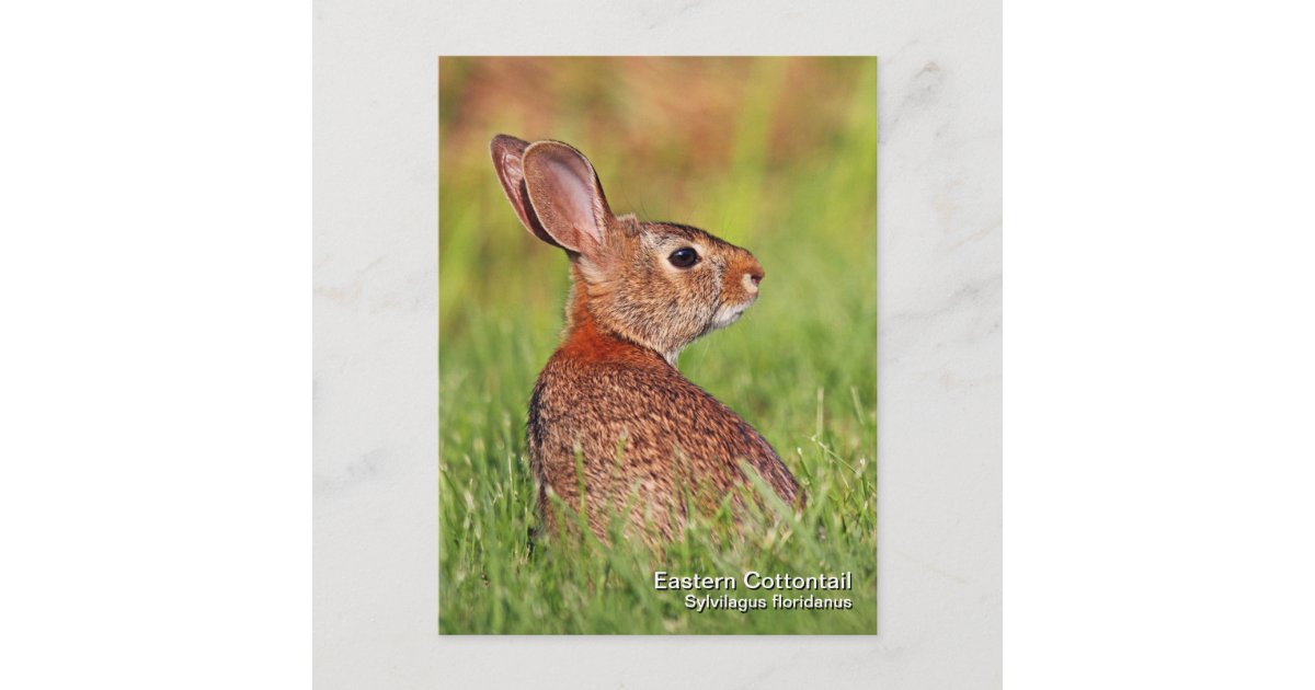 Eastern Cottontail Postcard | Zazzle