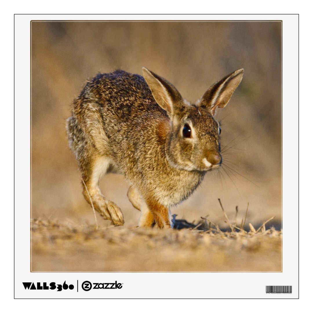 Eastern cottontail rabbit hopping wall sticker | Zazzle
