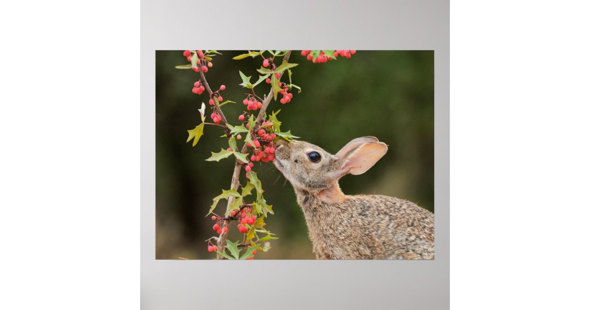 Eastern Cottontail | South Texas Poster | Zazzle