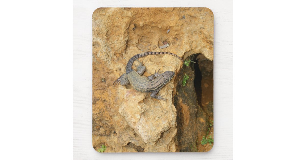 Eastern Fence Lizard Mouse Pad | Zazzle
