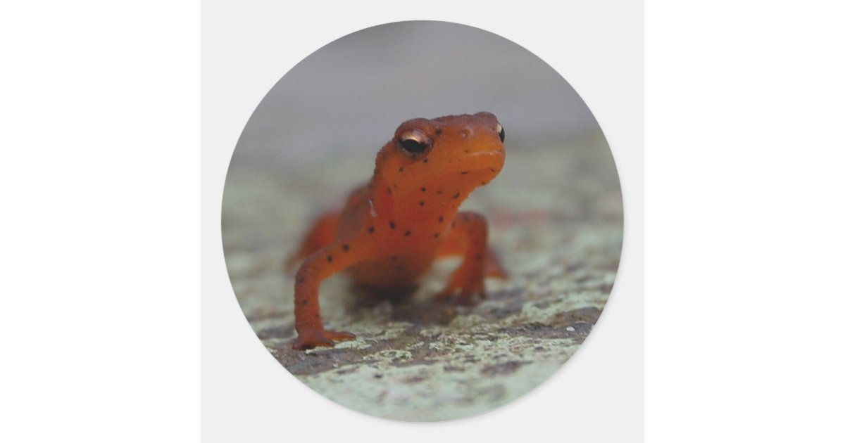 Eastern Newt sticker | Zazzle