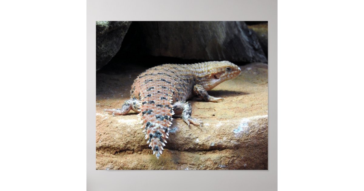 Eastern Pilbara Spiny-tail Skink Poster | Zazzle