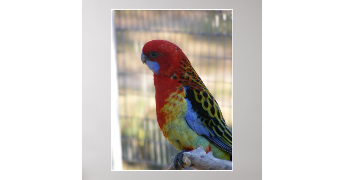 Eastern Rosella Parakeet Poster | Zazzle