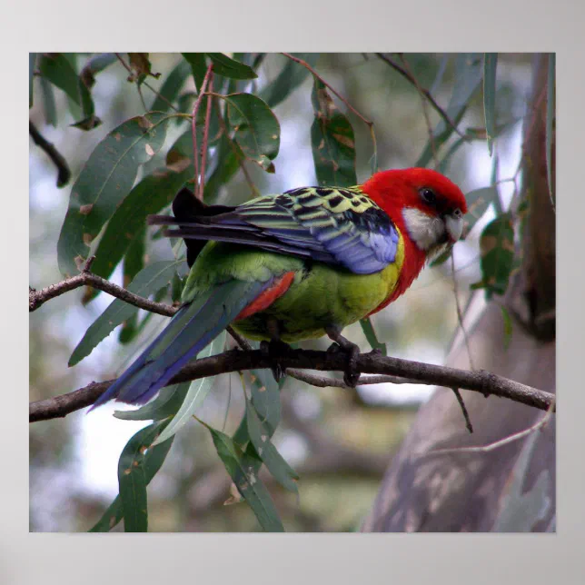 Eastern Rosella Poster | Zazzle