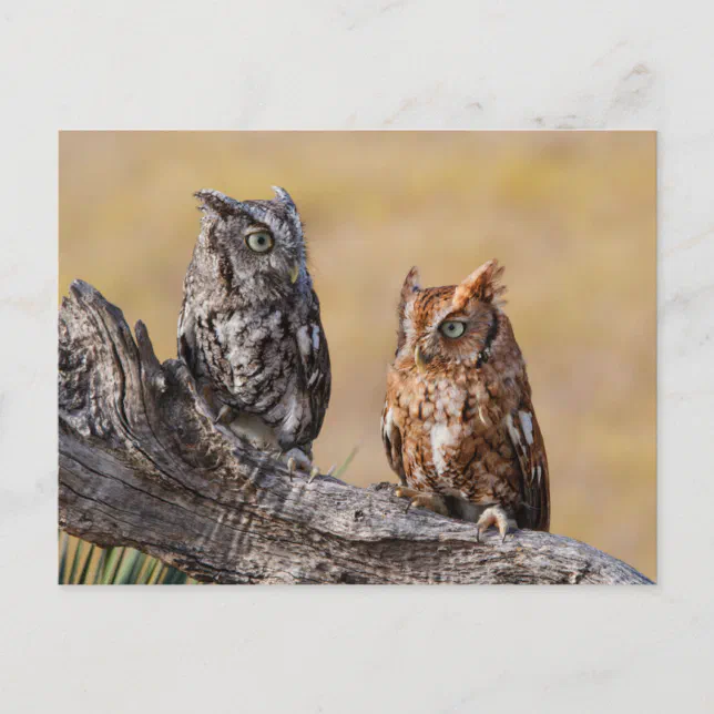 Eastern Screech Ow Roosting in Tree Postcard | Zazzle