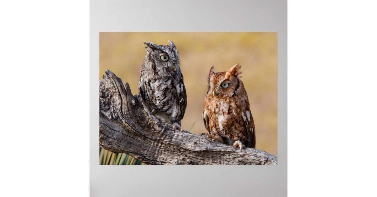 Eastern Screech Ow Roosting in Tree Poster | Zazzle