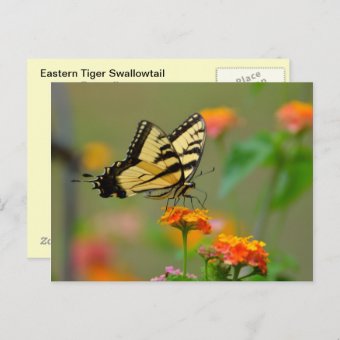 Eastern Tiger Swallowtail Butterfly Postcard | Zazzle