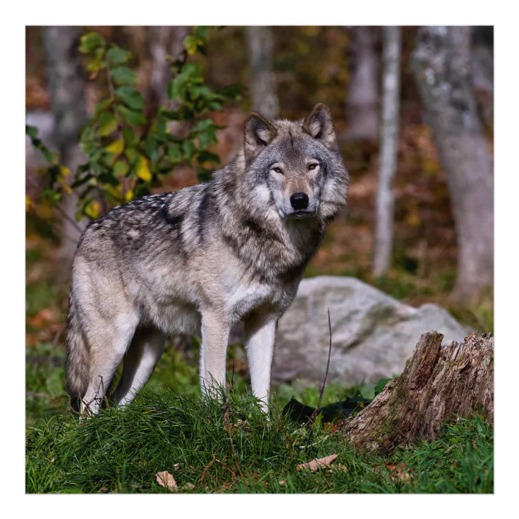 Eastern Timber Wolf Photo Print | Zazzle