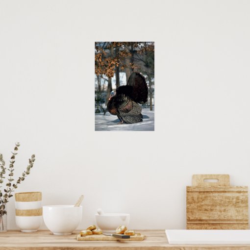 Eastern wild turkey, big gobbler strutting in snow poster | Zazzle