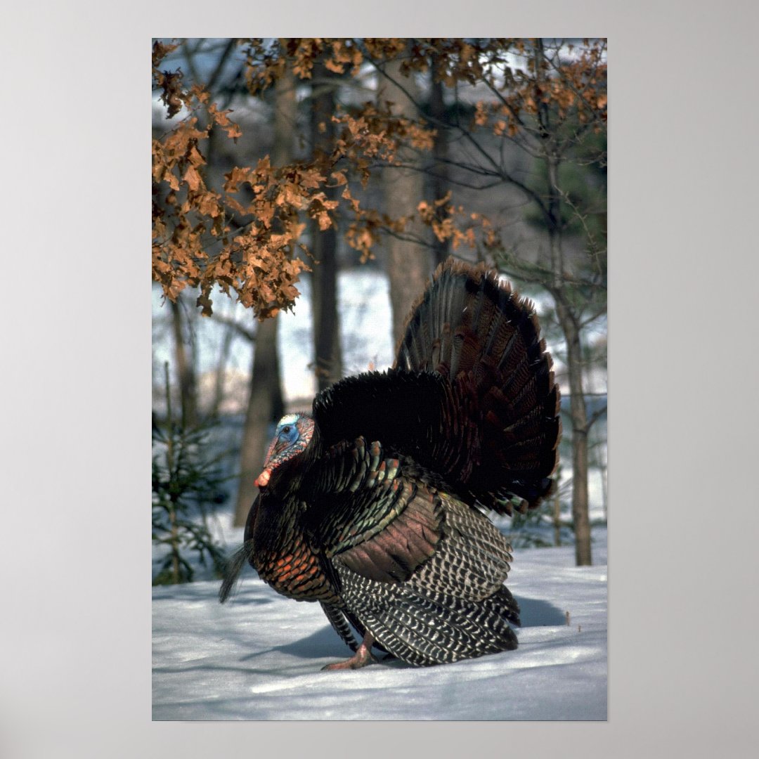 Eastern wild turkey, big gobbler strutting in snow poster | Zazzle