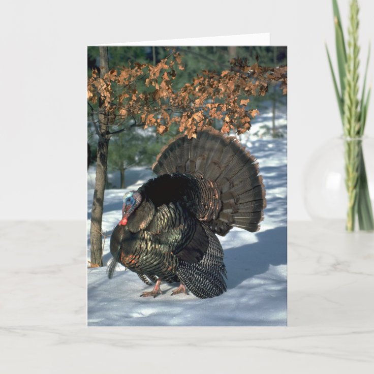 Eastern wild turkey, huge gobbler in full strut holiday card | Zazzle