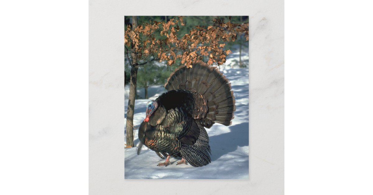 Eastern wild turkey, huge gobbler in full strut postcard | Zazzle