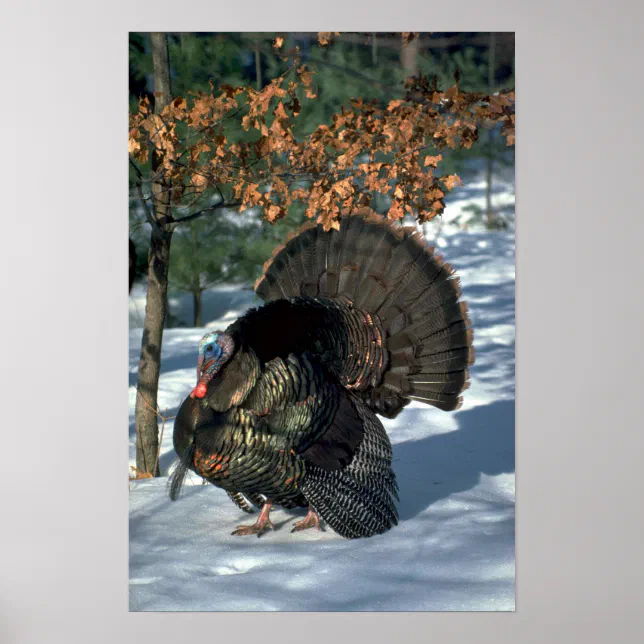 Eastern wild turkey, huge gobbler in full strut poster | Zazzle