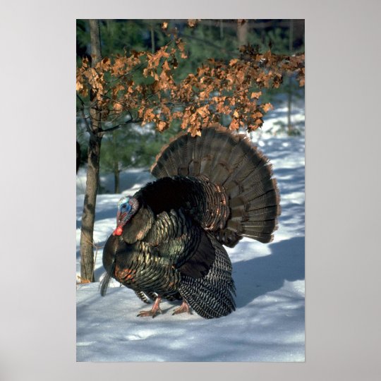 Eastern wild turkey, huge gobbler in full strut poster | Zazzle.com