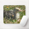 Eastern Wild Turkey Poult Chick Mouse Pad | Zazzle
