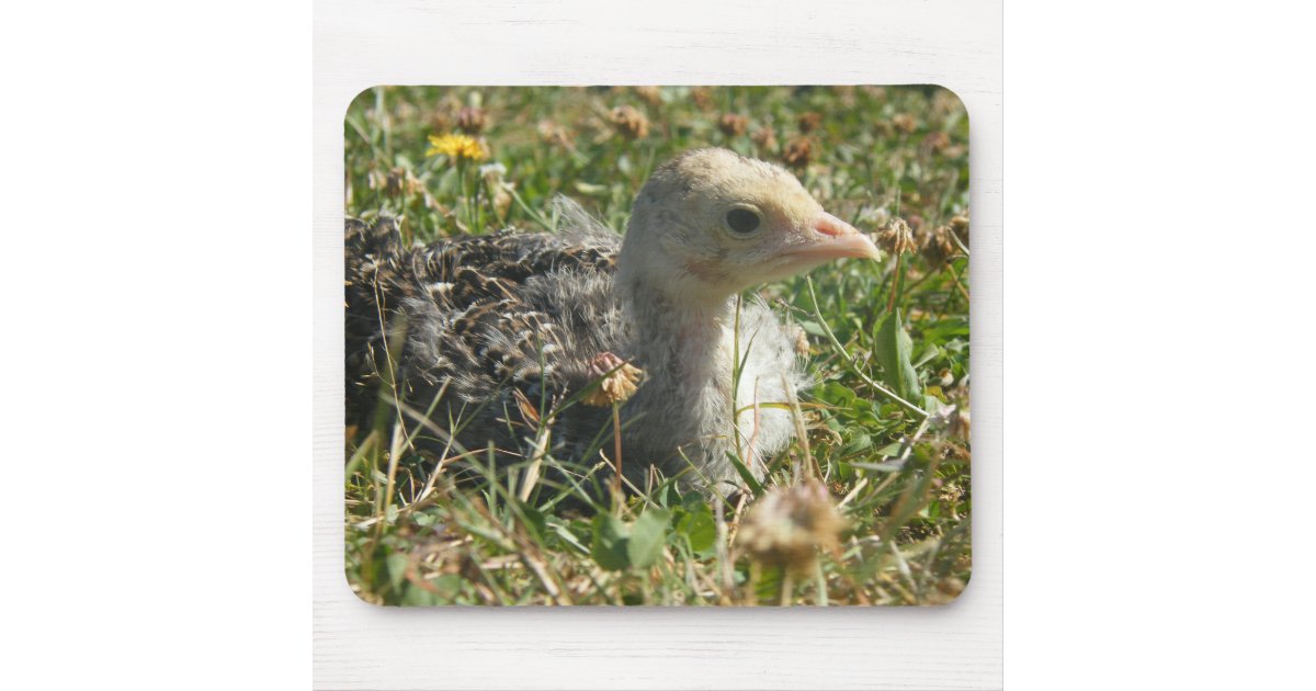 Eastern Wild Turkey Poult Chick Mouse Pad | Zazzle