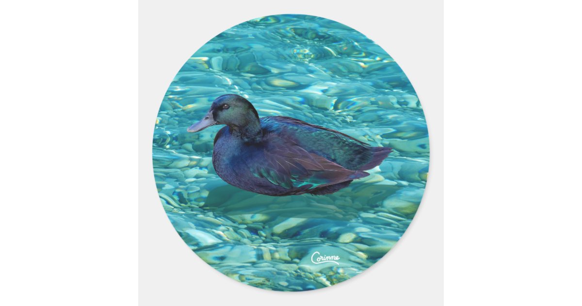 Ebony Duck - Envelope Stickers | Zazzle