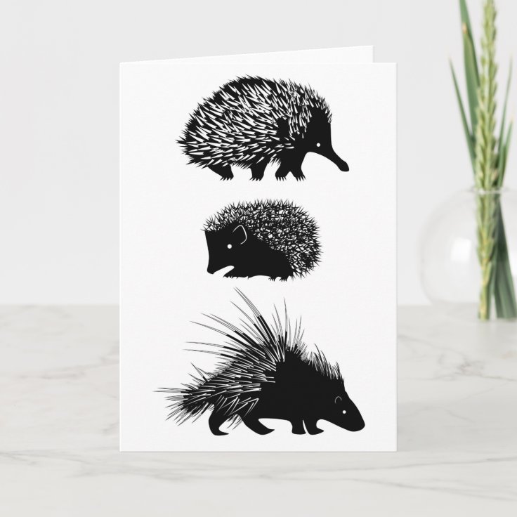 Echidna, hedgehog, porcupine greeting card | Zazzle