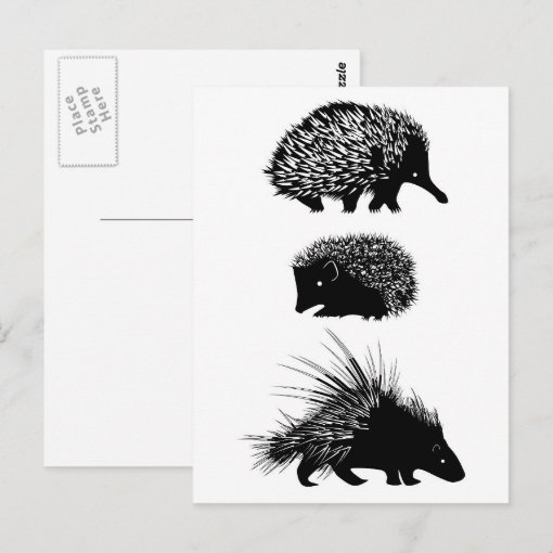 Echidna, hedgehog, porcupine postcards | Zazzle
