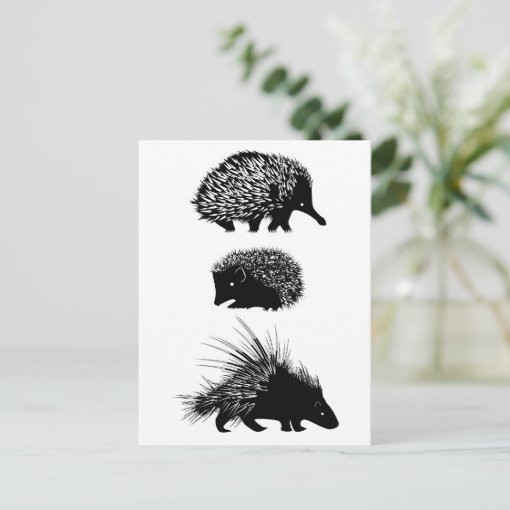 Echidna, hedgehog, porcupine postcards | Zazzle