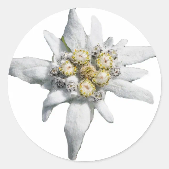 Edelweiss Classic Round Sticker | Zazzle
