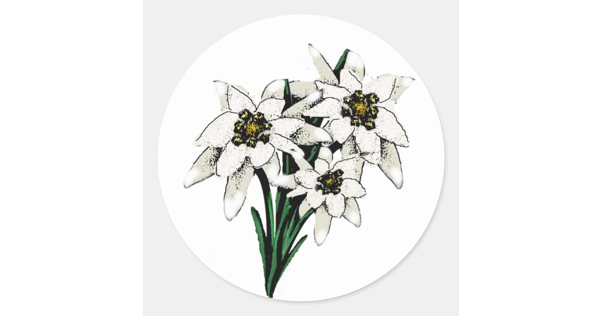 Edelweiss Flowers Classic Round Sticker | Zazzle