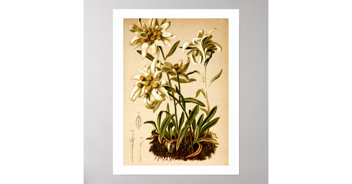 Edelweiss Flowers Vintage Botanical Illustration Poster | Zazzle