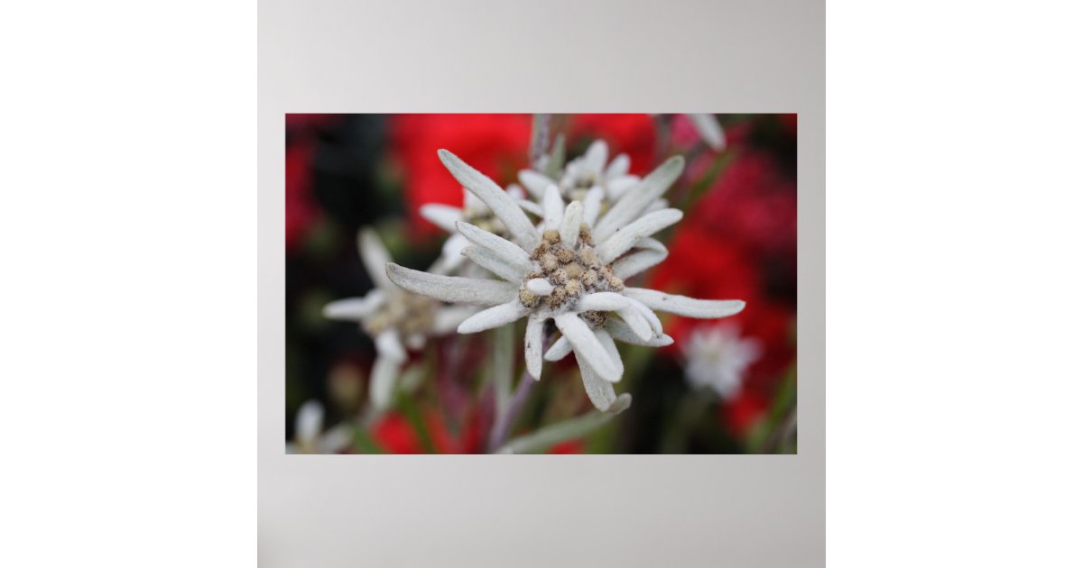 Edelweiss Poster | Zazzle