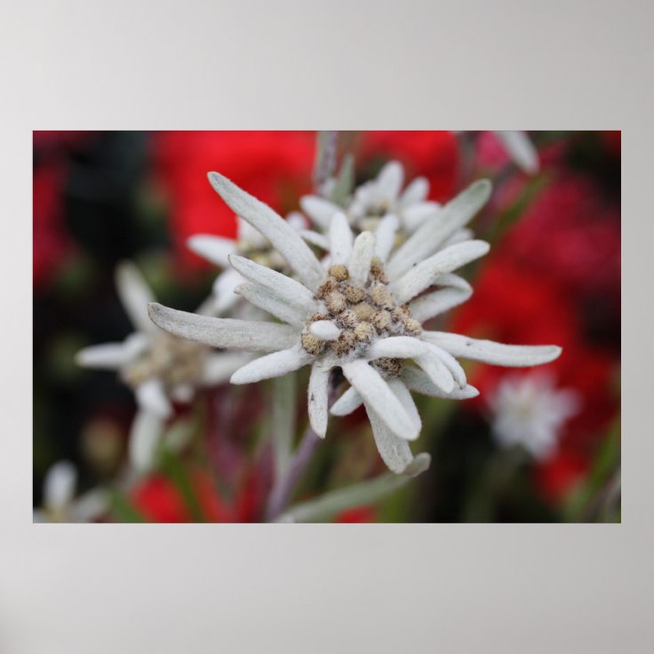 Edelweiss Poster | Zazzle