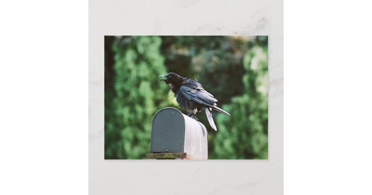 Edgar Allan Crow, postcard | Zazzle