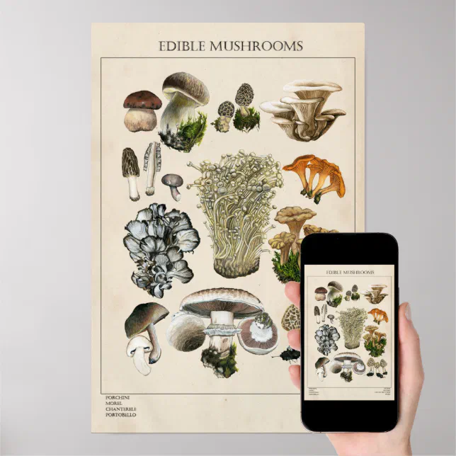 Edible Mushrooms Chart Poster | Zazzle