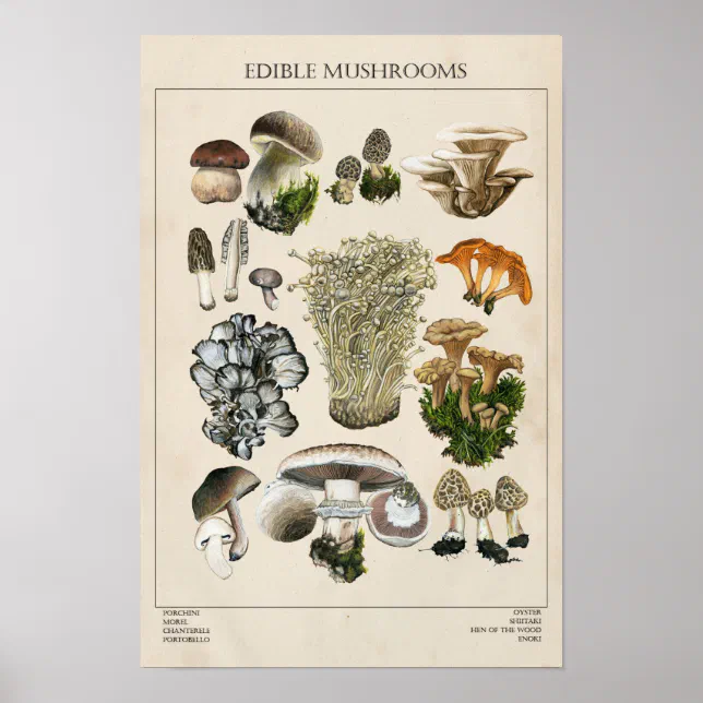 Edible Mushrooms Chart Poster | Zazzle