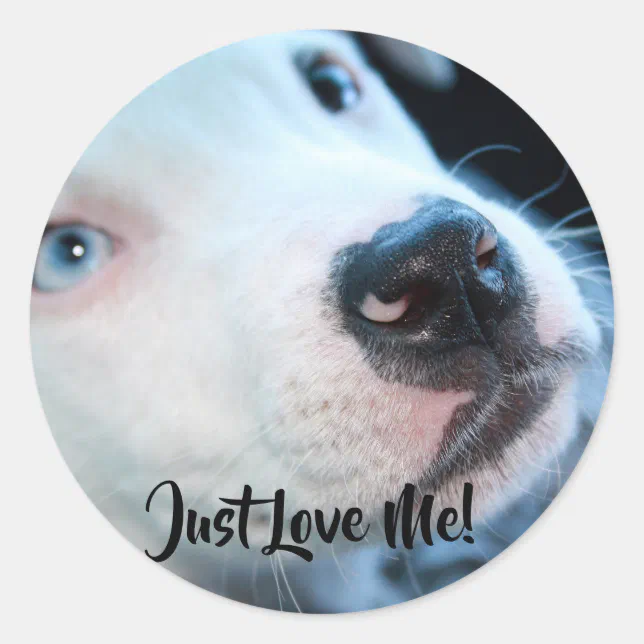 Editable Baby Pitbull White Puppy Classic Round Sticker | Zazzle