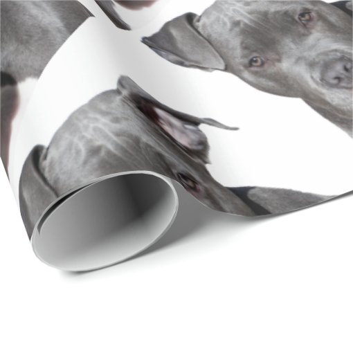 Editable Black Pitbull Wrapping Paper | Zazzle