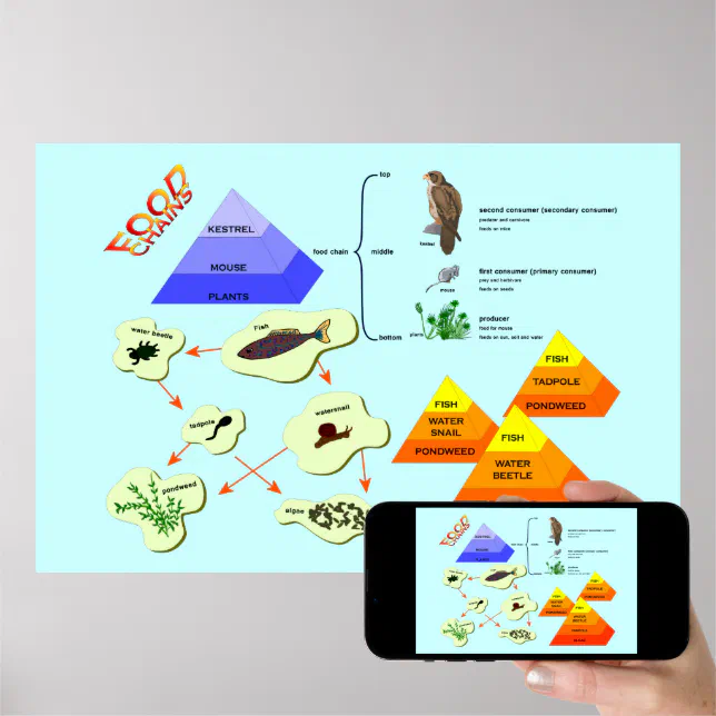 Education, Science, Food Chains Poster | Zazzle