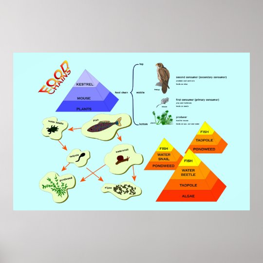 Education, Science, Food Chains Poster | Zazzle.com