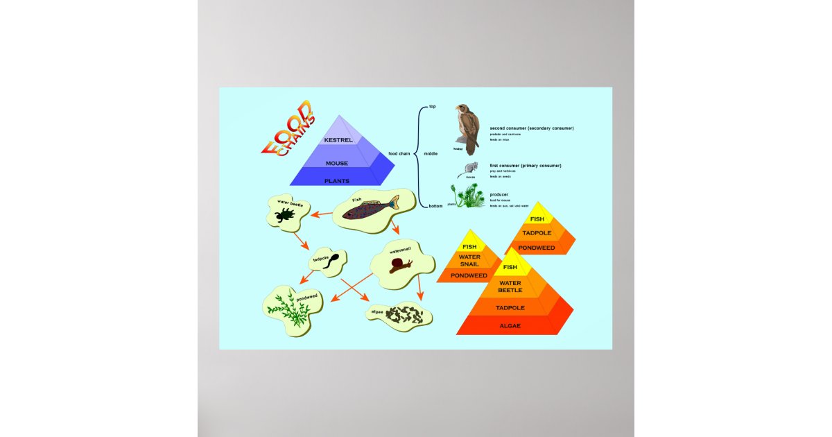 Education, Science, Food Chains Poster | Zazzle
