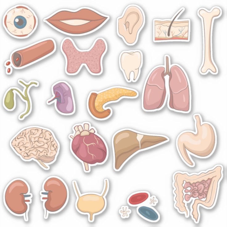 Educational Human Body Parts & Organs Sticker | Zazzle