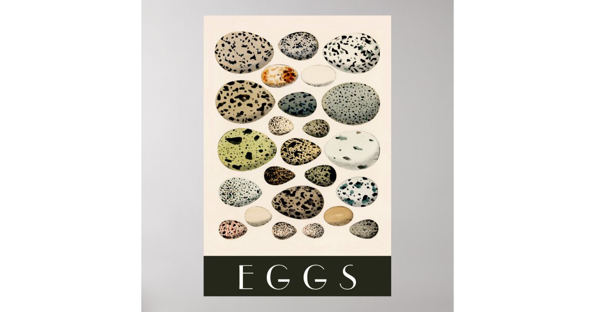 Eggs Poster | Zazzle