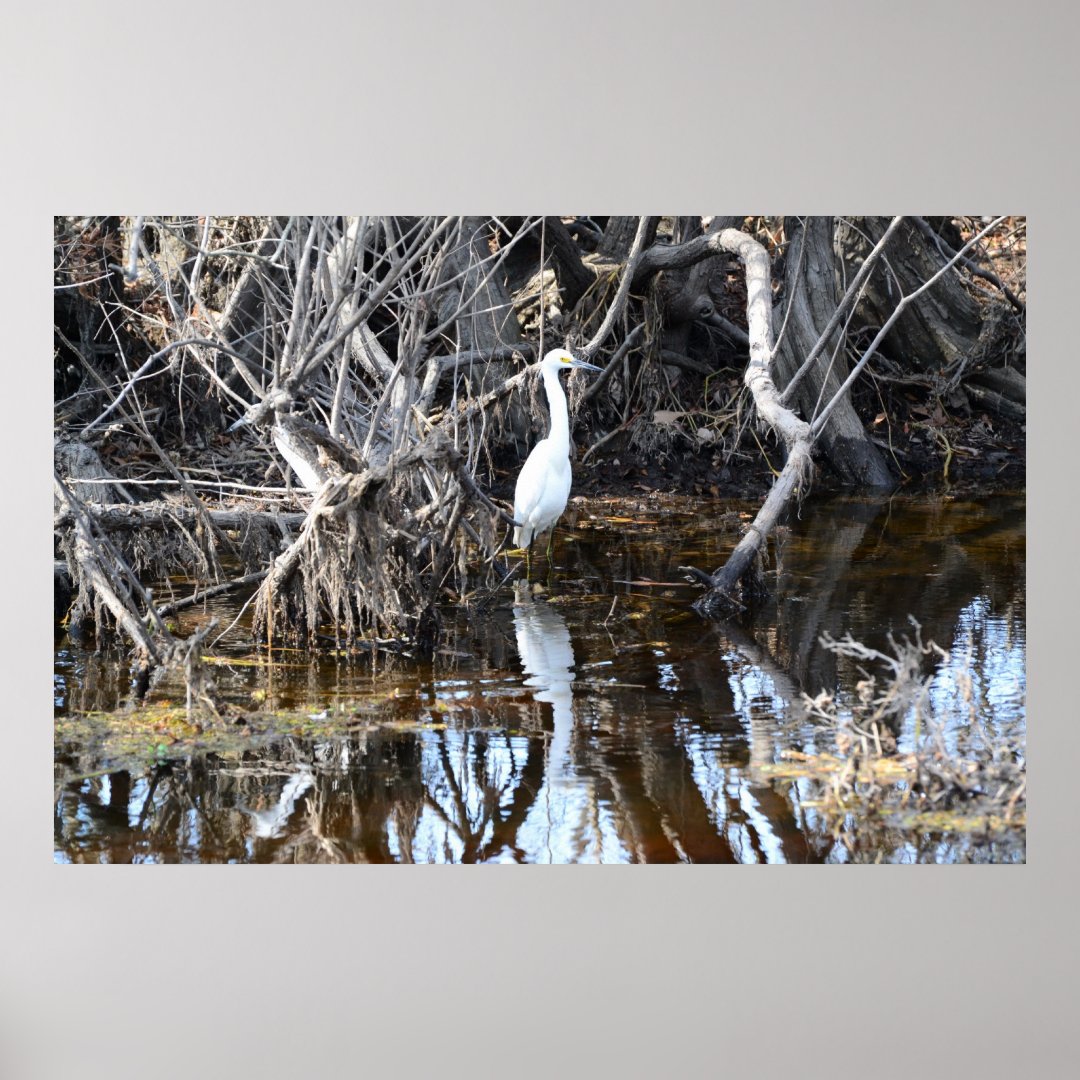 Egret in Louisiana Bayou - Poster | Zazzle