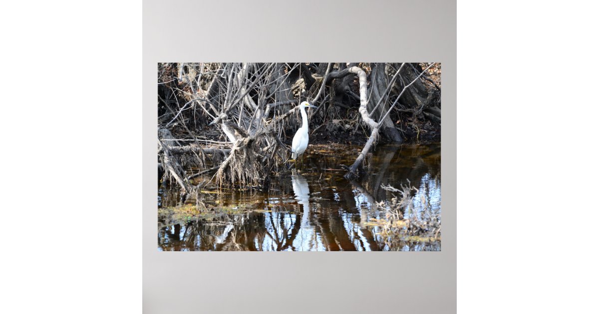 Egret in Louisiana Bayou - Poster | Zazzle