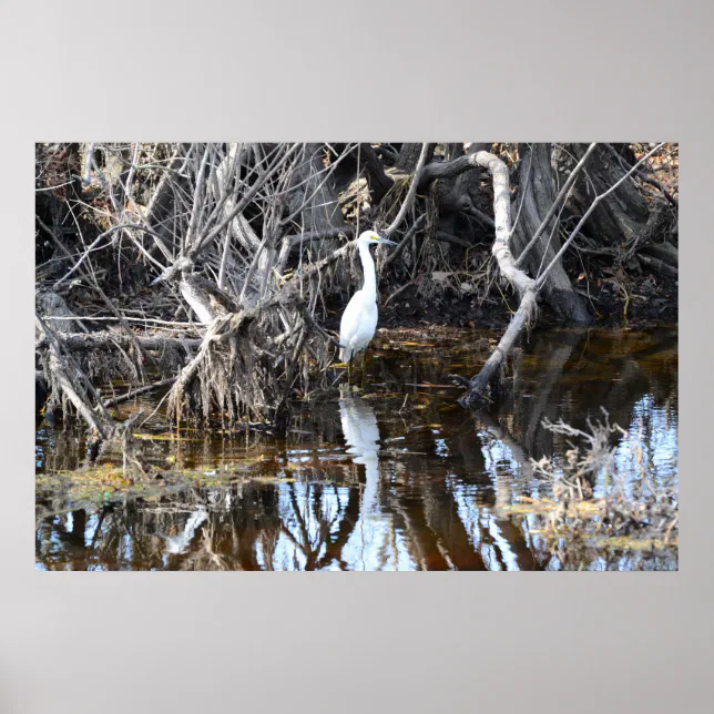 Egret in Louisiana Bayou - Poster | Zazzle