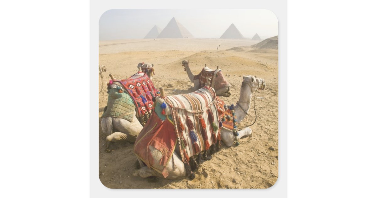 Egypt, Cairo. Resting camels Square Sticker | Zazzle