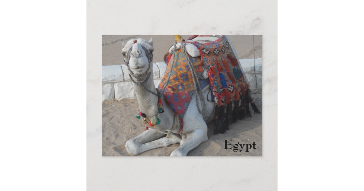 Egypt Camel Postcard | Zazzle