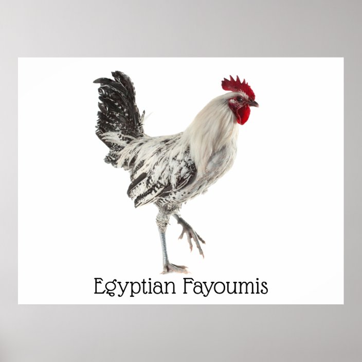 Egyptian Fayoumis Rooster Poster | Zazzle.com