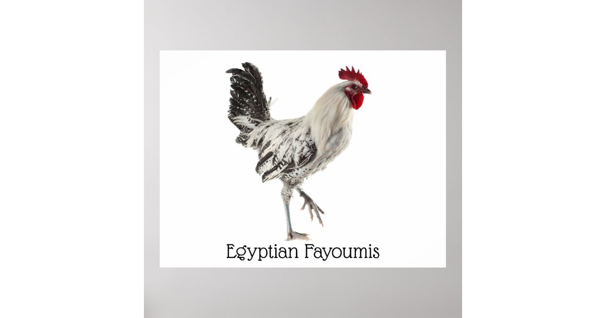 Egyptian Fayoumis Rooster Poster | Zazzle