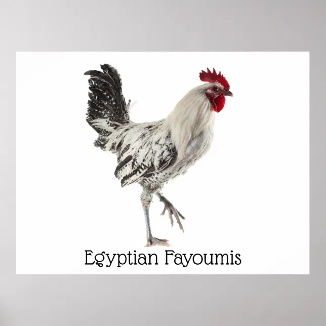 Egyptian Fayoumis Rooster Poster | Zazzle
