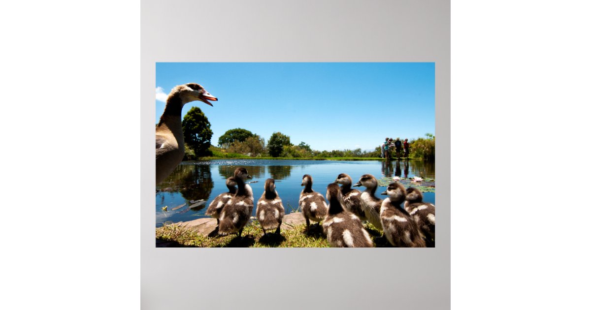 Egyptian geese poster | Zazzle