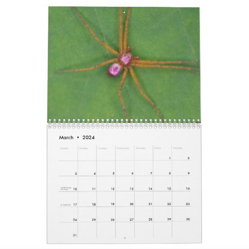 Eight-Legged Wonders - Spiders Calendar | Zazzle