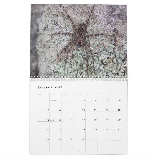 Eight-Legged Wonders - Spiders Calendar | Zazzle